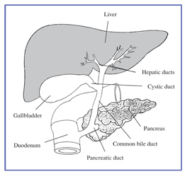 Abdominal Adhesions