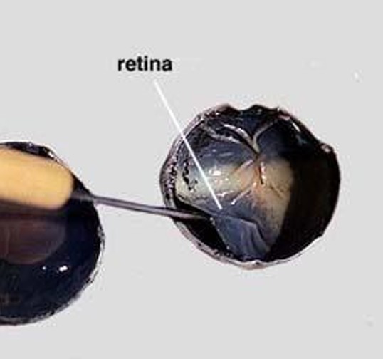 Sheep Eye Dissection Lab