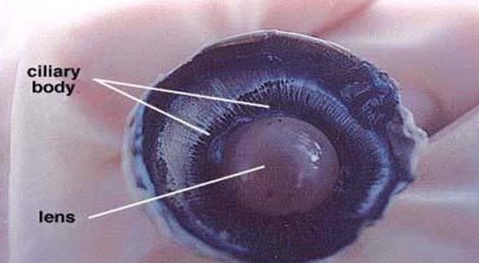 Sheep Eye Dissection Lab